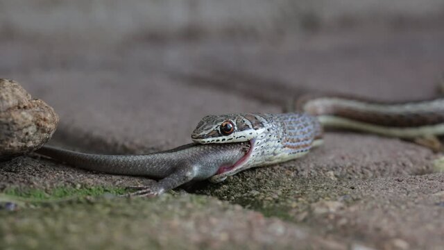 "Sand Snake" Images – Browse 198 Stock Photos, Vectors, and Video ...