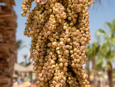 "Green Dates" Bilder – Durchsuchen 48 Archivfotos, Vektorgrafiken und ...