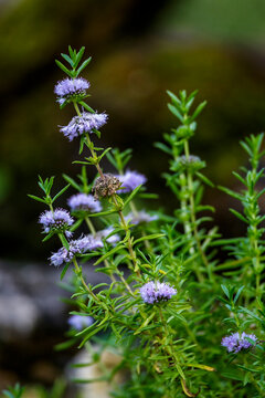 Cervina Images – Browse 107 Stock Photos, Vectors, and Video | Adobe Stock