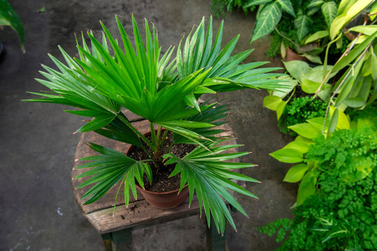 Anahaw Images – Browse 502 Stock Photos, Vectors, and Video | Adobe Stock