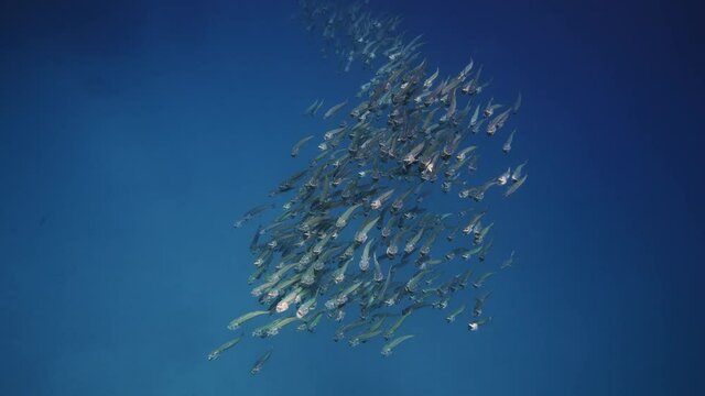 Mackerel Images – Browse 115,760 Stock Photos, Vectors, and Video ...