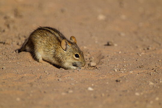 African Striped Mouse