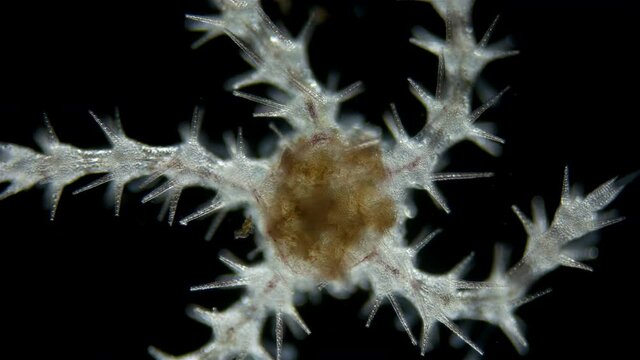 Ophiuroidea Imagens – Procure 861 fotos, vetores e vídeos | Adobe Stock