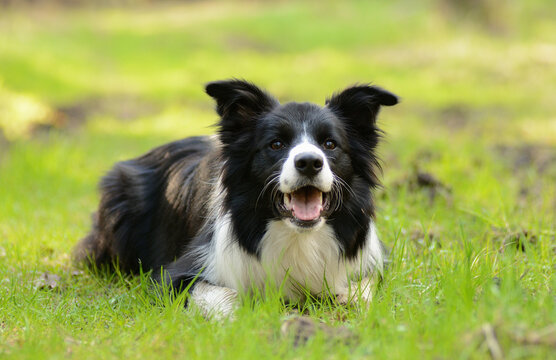 Imágenes de Colie: descubre bancos de fotos, ilustraciones, vectores y ...