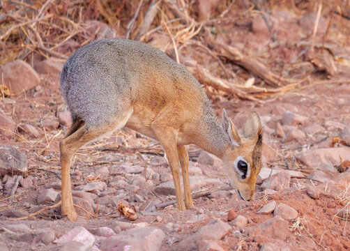 Madoqua Images – Browse 1,185 Stock Photos, Vectors, and Video | Adobe ...