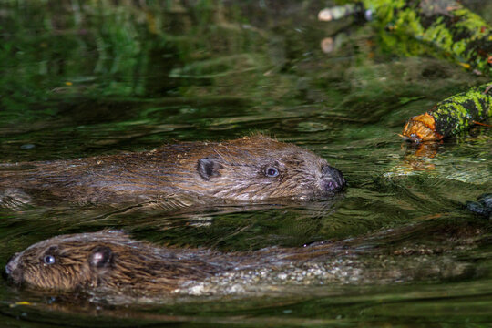 「Castorimorpha」の写真素材 | 79件の無料イラスト画像 | Adobe Stock