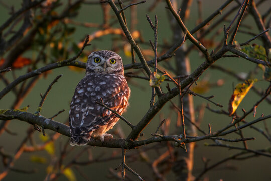 "Eigentliche Eulen" Images – Browse 543 Stock Photos, Vectors, and ...