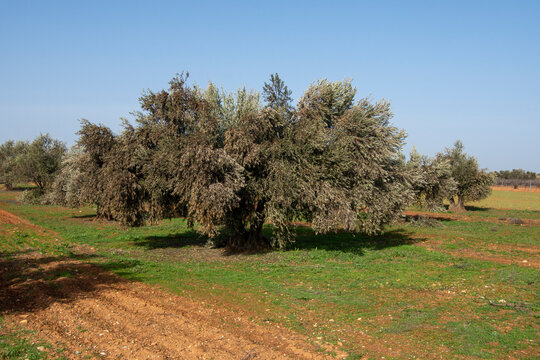 Podar Images – Browse 725 Stock Photos, Vectors, and Video | Adobe Stock