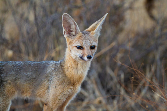 Kapfuchs Bilder – Durchsuchen 439 Archivfotos, Vektorgrafiken und ...