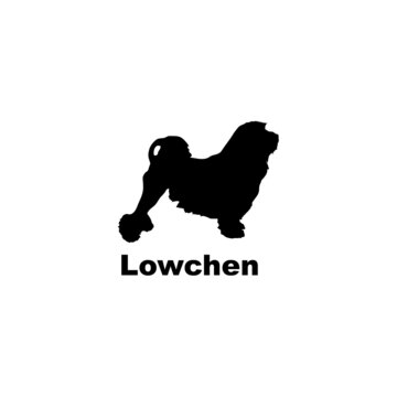 Lowchen Images – Browse 61 Stock Photos, Vectors, and Video | Adobe Stock