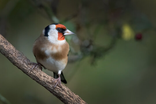 「Granivore」の画像 - 2,274 件の Stock 写真、ベクターおよびビデオ | Adobe Stock