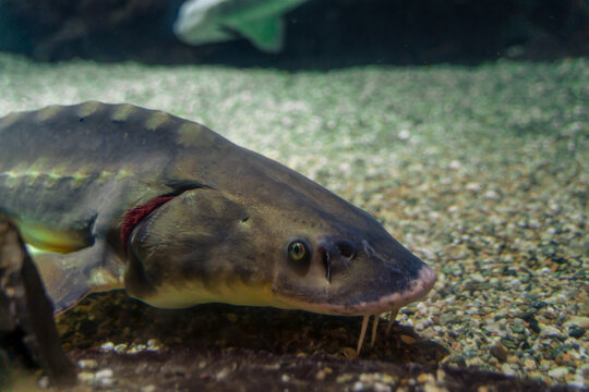 Siluro Images – Browse 53 Stock Photos, Vectors, and Video | Adobe Stock