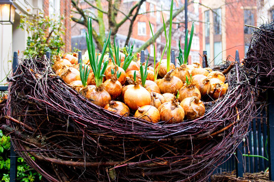 "Onion Display" Images – Browse 24 Stock Photos, Vectors, and Video ...