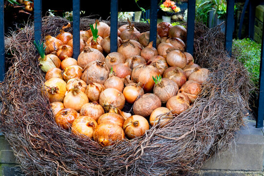 "Onion Display" Images – Browse 24 Stock Photos, Vectors, and Video ...