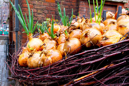 "Onion Display" Images – Browse 24 Stock Photos, Vectors, and Video ...