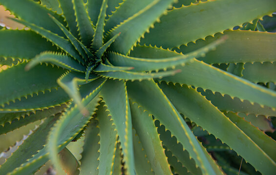 Savila Images – Browse 98 Stock Photos, Vectors, and Video | Adobe Stock