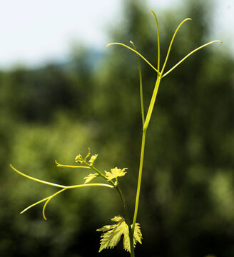 Pampres Images – Parcourir 722 le catalogue de photos, vecteurs et ...