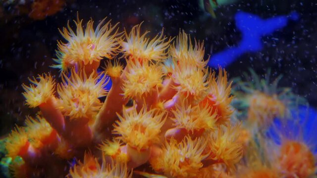 Tubastrea Images – Browse 472 Stock Photos, Vectors, and Video | Adobe ...