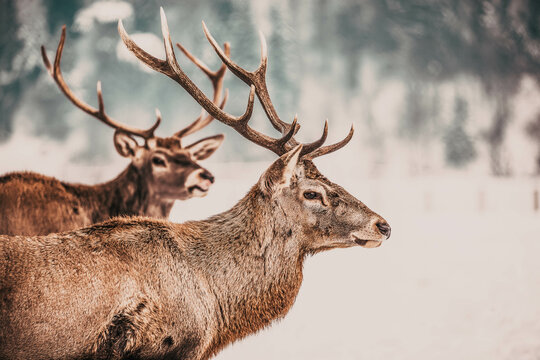 Cervidae Images – Browse 1,025,899 Stock Photos, Vectors, and Video ...