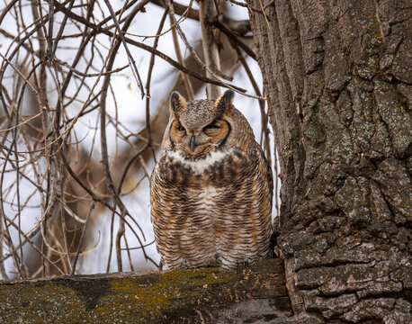 Roost Images – Parcourir 200,203 le catalogue de photos, vecteurs et ...