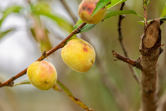Wild Peach"」の写真素材 | 252件の無料イラスト画像 | Adobe Stock