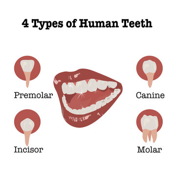 Gaumenmandeln Bilder – Durchsuchen 314 Archivfotos, Vektorgrafiken und ...