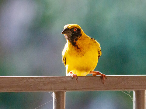 8,283 IMAGES, PHOTOS ET ILLUSTRATIONS VECTORIELLES STOCK APPROPRIÉES ...