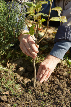 Laborious Images – Browse 39,277 Stock Photos, Vectors, and Video ...