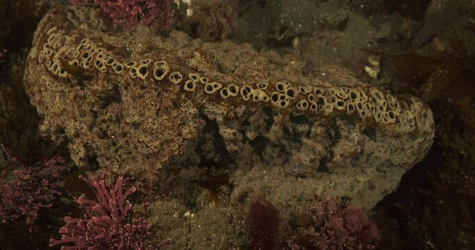 Coraline 影像 – 瀏覽 155 個素材庫相片、向量圖和影片 | Adobe Stock