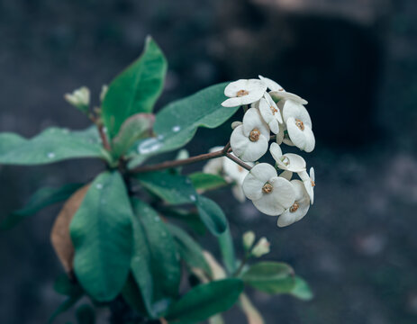 รูปภาพ"Milli – เลือกดูภาพถ่ายสต็อก เวกเตอร์ และวิดีโอ4,021 | Adobe Stock