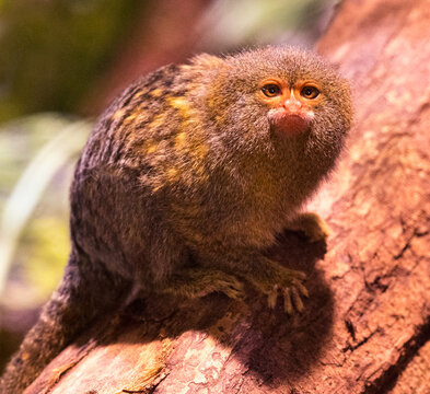 Gummivore Images – Browse 11 Stock Photos, Vectors, and Video | Adobe Stock