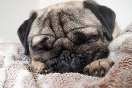 How Do Pugs Sleep