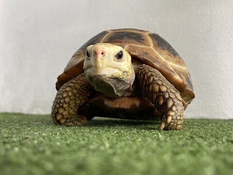 「Testudinoidea」の画像 - 169 件の Stock 写真、ベクターおよびビデオ | Adobe Stock