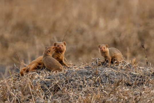 African Mongoose