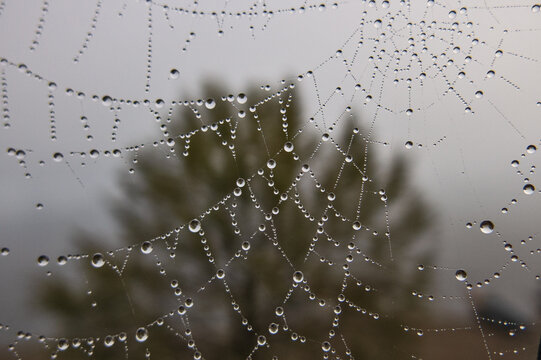 4,511 件の最適な Rugiada 画像、ストック写真、ベクター | Adobe Stock