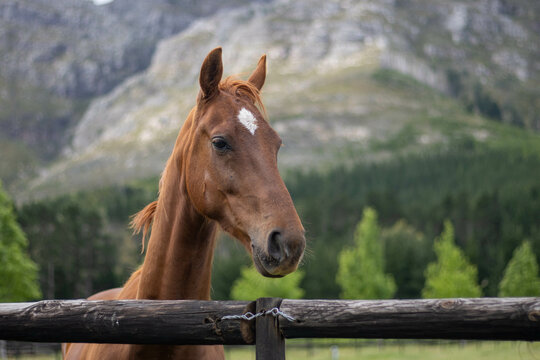 รูปภาพHourse – เลือกดูภาพถ่ายสต็อก เวกเตอร์ และวิดีโอ1,539 | Adobe Stock