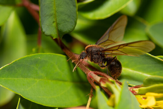 รูปภาพFormiga – เลือกดูภาพถ่ายสต็อก เวกเตอร์ และวิดีโอ1,138 | Adobe Stock