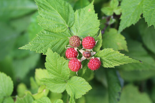 Fpdcc Bilder – Durchsuchen 901 Archivfotos, Vektorgrafiken und Videos ...