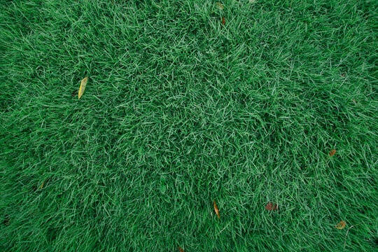 "Grass Pattern" Images – Browse 712 Stock Photos, Vectors, and Video ...