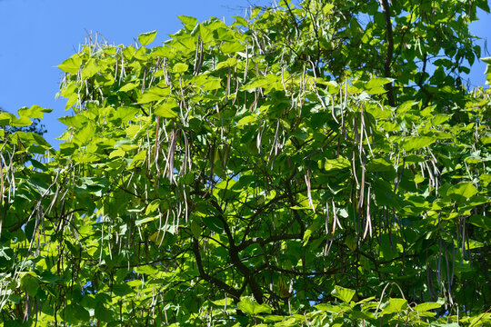Indian-Bean-Tree bilder – Bläddra bland 949 stockfoton, vektorer och ...