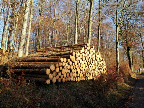 Rodungsarbeiten Images – Browse 82 Stock Photos, Vectors, and Video ...