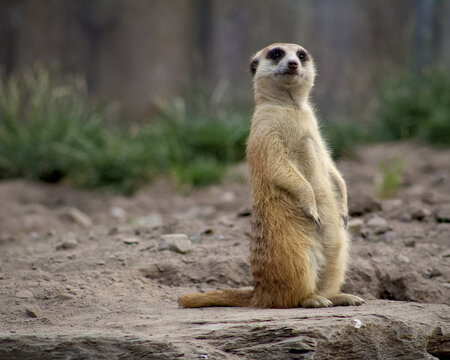 「Amimal」の写真素材 | 436件の無料イラスト画像 | Adobe Stock