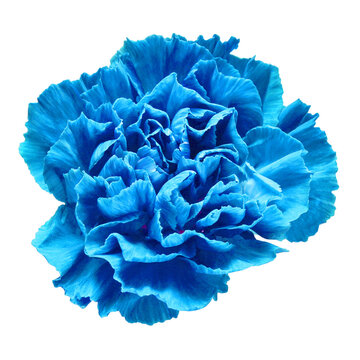 Blue Carnations