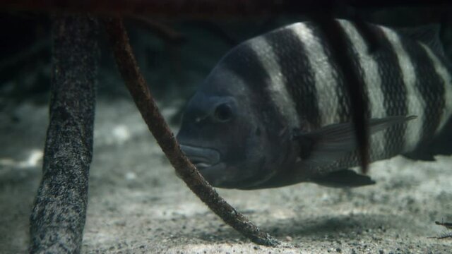 Sheepshead Underwater