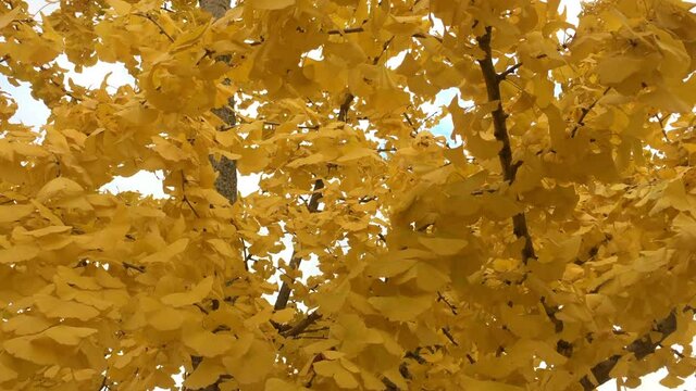 Ginko Images – Parcourir 10,757 le catalogue de photos, vecteurs et ...