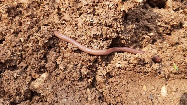 "Phylum Annelida" Images – Browse 2,460 Stock Photos, Vectors, and ...