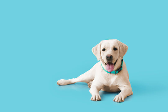 Free Dog Images – Browse 14,393 Free Stock Photos, Vectors, and Video ...