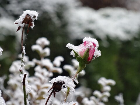 "Vague De Froid" Images – Browse 256 Stock Photos, Vectors, and Video ...