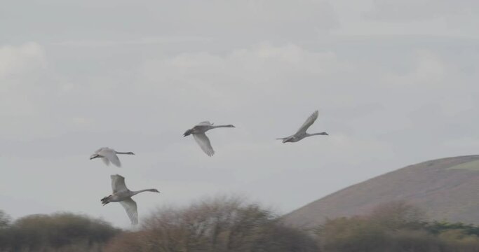 Swans Flying Images – Browse 168,391 Stock Photos, Vectors, and Video ...