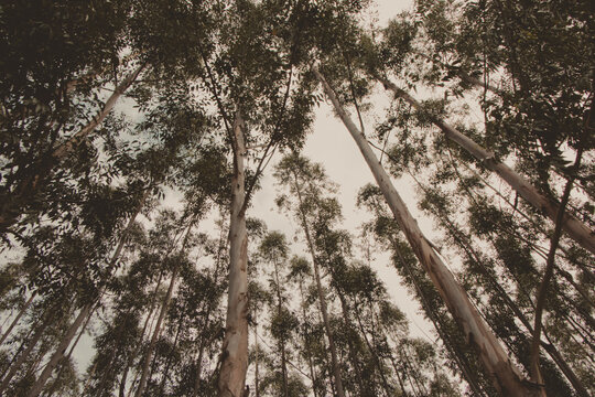 รูปภาพ"Forest Landscape" – เลือกดูภาพถ่ายสต็อก เวกเตอร์ และวิดีโอ34,630 ...